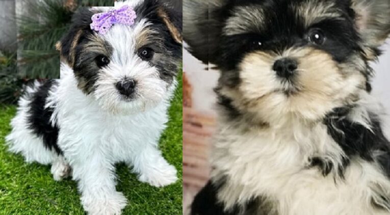 Morkie Poo for Sale