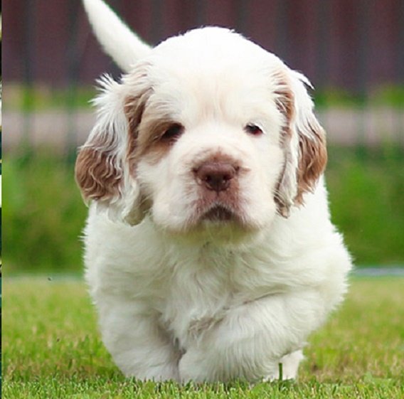 Cocker Spaniel and Chinese Shar Pei mix: buy a puppy for 500$