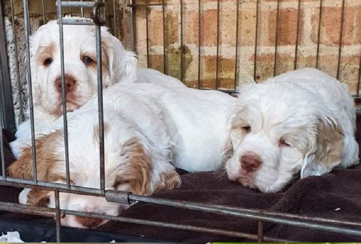 Clumber Spaniel Coat type: Puppies