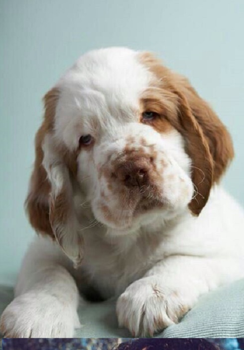 Buy Clumber Spaniel puppy available | Clumber Spaniel