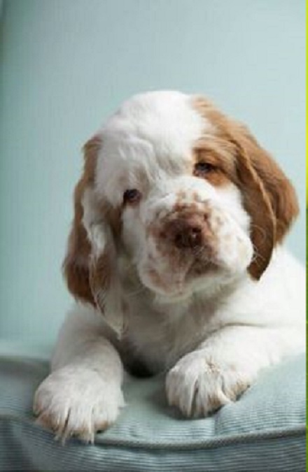 Clumber Spaniel and Sussex Spaniel: Buy a puppy for 500 dollars
