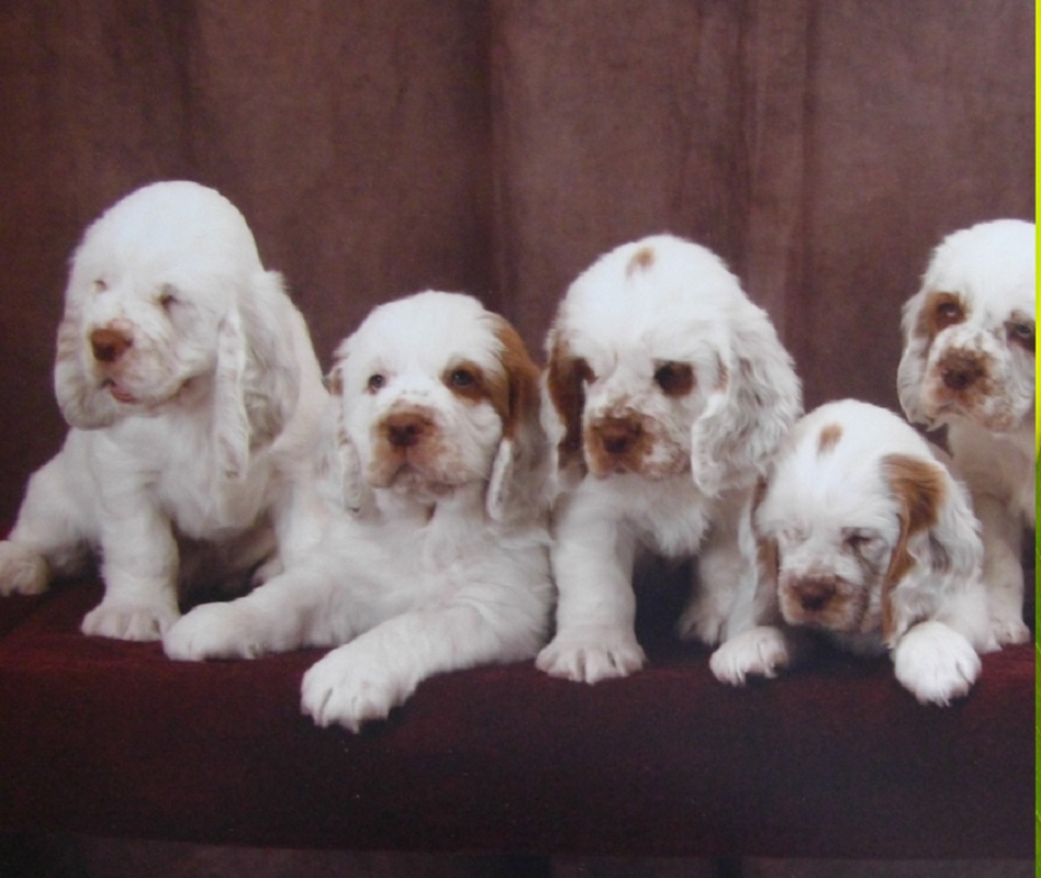 Cluminger Spaniel Dog Breed Information and Facts 🐶