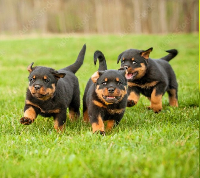 Female Rottweiler Puppies Under 1000 dollars | Rottweiler for sale