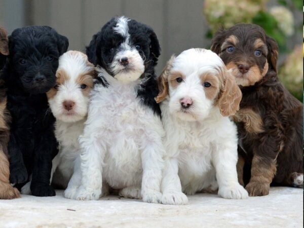 $500 price puppies for sale: Pottyregisteredpuppies.com