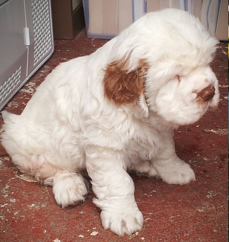 Clumber Spaniel and Cocker Spaniel: Buy a puppy for 500